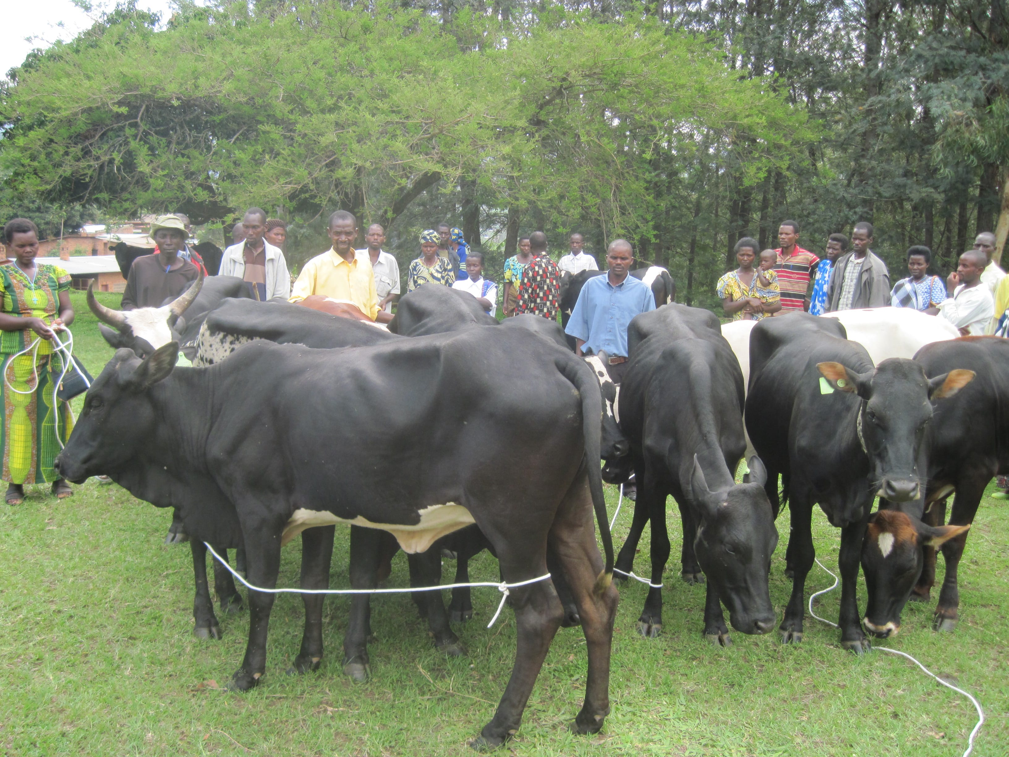 Una mucca da Lucca – Ufficio per la Pastorale Missionaria